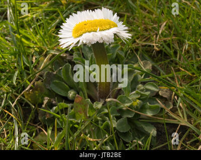 Daisy Showing Fasciation Stock Photo - Alamy