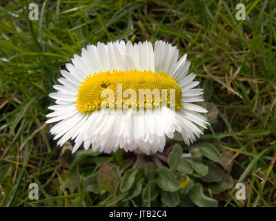Daisy Showing Fasciation Stock Photo - Alamy