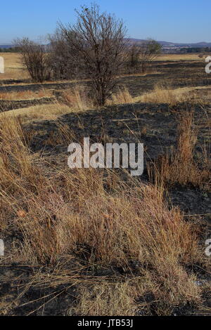 Seasonal fires in winter on the Highveld natural region of the Gauteng ...