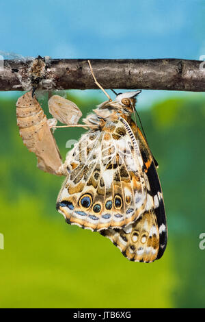 Painted Lady Butterfly Emerging From Chrysalis Stock Photo Alamy