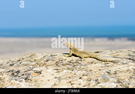Caucasian agama, lizard, Laudakia caucasia, Gobustan (Qobustan ...