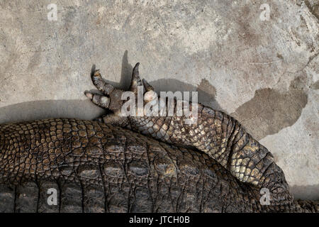 Crocodile claws close up Stock Photo - Alamy