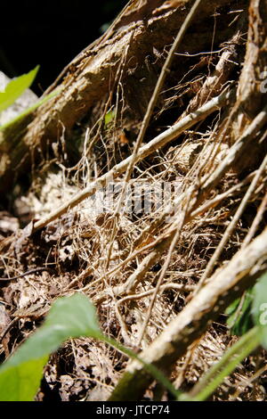 Dickicht, Unterholz, mit Holz in einem mystischen Wald Stock Photo - Alamy