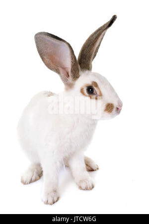 Checkered giant rabbit Stock Photo - Alamy