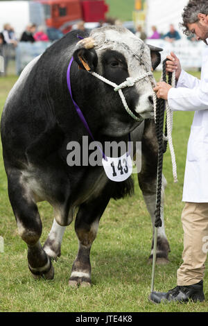 Keith, Scotland, UK. 7th Aug, 2017: Gascon Bull at the agricultural ...
