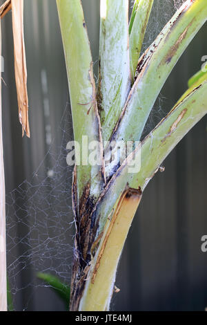 Close up of Banana Tree Trunk Stock Photo - Alamy