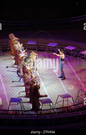 Tiger's circus show Stock Photo - Alamy