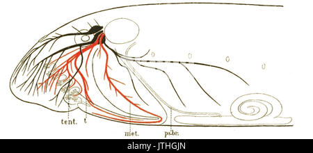 Origin of Vertebrates Fig 114 Stock Photo - Alamy