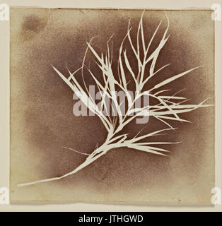 William Henry Fox Talbot - Photogenic Drawing of a Plant Stock Photo ...
