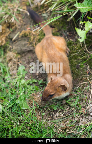 Least Weasel Stock Photo - Alamy