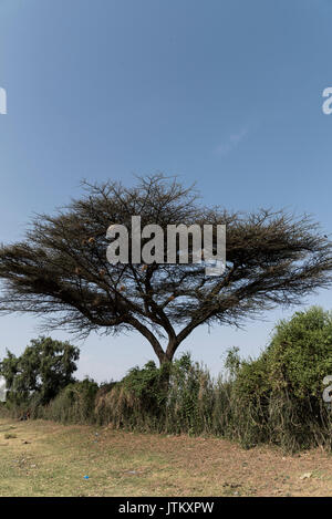 Acacias Tree in Addis Ababa Ethiopia, Africa Stock Photo - Alamy