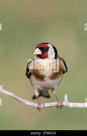 European goldfinch (Carduelis carduelis) perched on a mossy tree branch ...