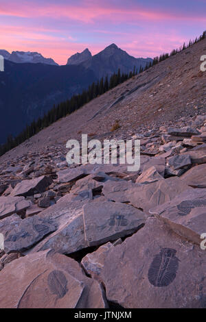Trilobite Fossils on Mount Stephen, Yoho National Park, British ...
