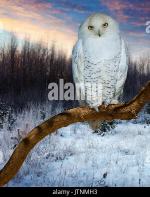 Sitting snowy owl at wildness in winter time Stock Photo - Alamy