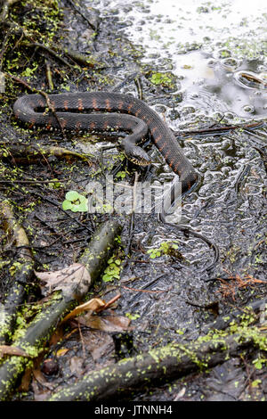 Florida banded water snake, Audubon Corkscrew Swamp Sanctuary, Florida ...