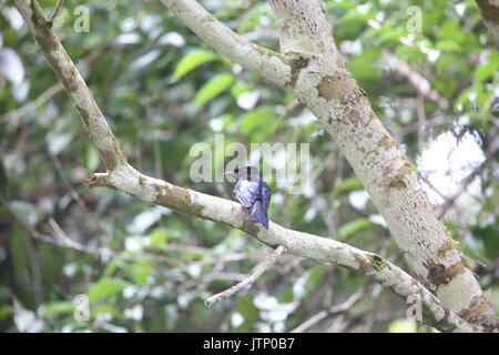 Sumatran drongo (Dicrurus sumatranus) in Tapan Road, Sumatra, Indonesia ...