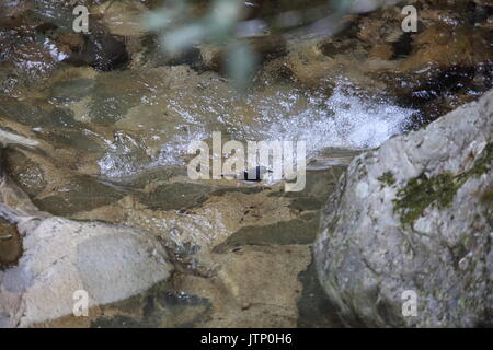 Sunda forktail (Enicurus velatus) in Mt.Kerinci, Sumatra, Indonesia ...