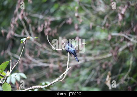 Sumatran drongo (Dicrurus sumatranus) in Tapan Road, Sumatra, Indonesia ...