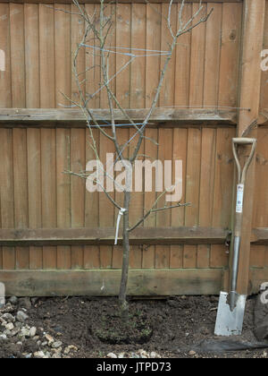 How to plant a plum tree in steps Stock Photo - Alamy