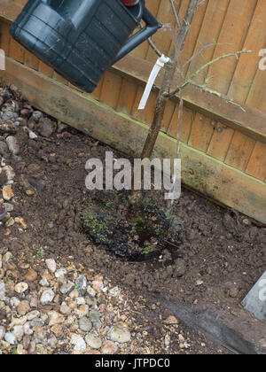 How to plant a plum tree in steps Stock Photo - Alamy