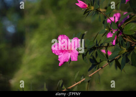Azalea Bush Flowering in North Florida Stock Photo - Alamy