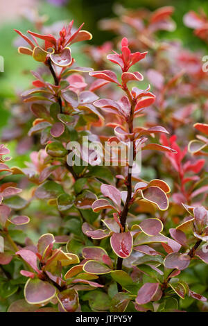 Gold rimmed bronze foliage of the dwarf evergreen shrub, Berberis ...