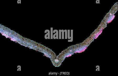 Snapdragon rust, Puccinia antirrhini fungus on antirrhinum leaf ...