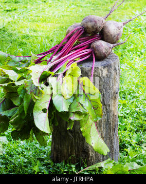 fresh beets in the garden outside Stock Photo - Alamy