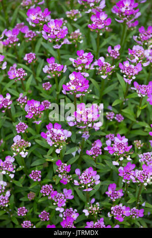 Iberis "Absolutely Amethyst Stock Photo - Alamy