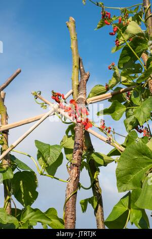 Runner Beans in flower Stock Photo - Alamy