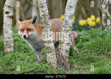 Adult Red British fox Stock Photo - Alamy