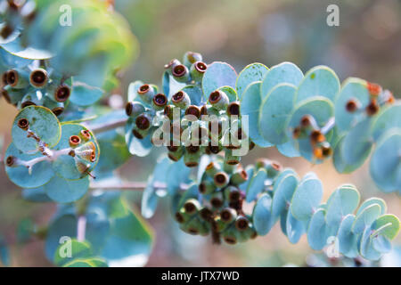 Book-leaf mallee (Eucalyptus krueseana) plant Stock Photo - Alamy