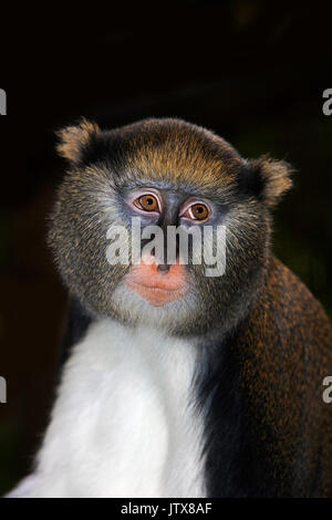 HEAD CLOSE-UP OF CAMPBELL'S MONKEY cercopithecus campbelli Stock Photo ...