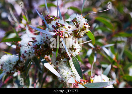 Closeup of soap mallee leaves (Eucalyptus diversifolia) plant with ...