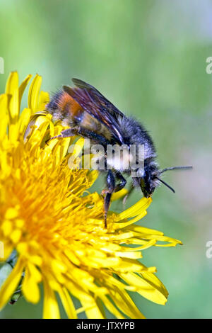Bumblebee feeding nectar on dandelion flower, closeup Stock Photo - Alamy