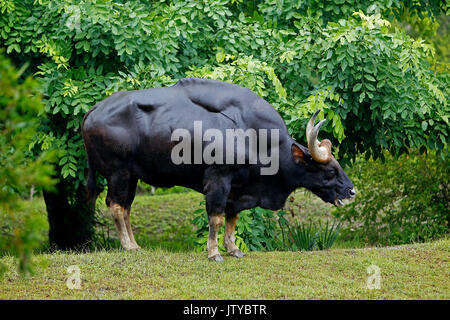 Banteng, bos javanicus, Male standing on Grass Stock Photo - Alamy