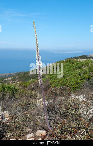 Sea squill or maritime squill, Drimia maritima (Urginea scilla ...
