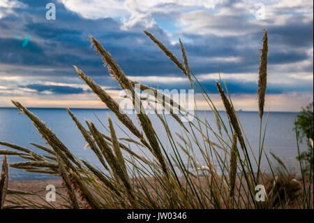 Close up of golden reeds in the margins of a small, natural and quiet ...