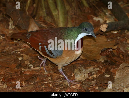 Mindanao bleeding-heart pigeon (Gallicolumba criniger), a.k.a Bartlett ...