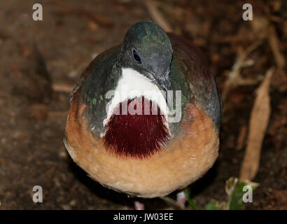 Mindanao bleeding-heart pigeon (Gallicolumba criniger), a.k.a Bartlett ...