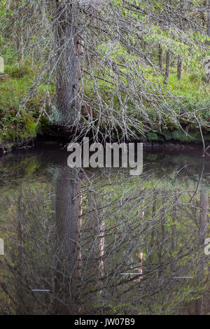 Small forest pond perfect reflection Finland Stock Photo - Alamy