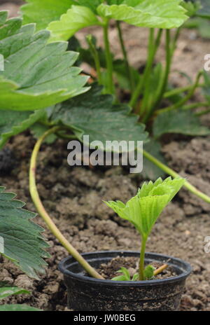 young strawberry plants in pots on white background in studio Stock ...
