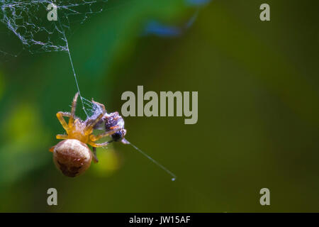 Spider and his pray on a green background Stock Photo - Alamy