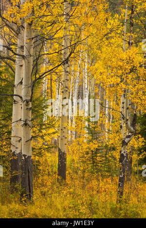 Fall color amongst the aspen in Banff National Park, Alberta, Canada ...