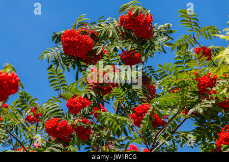 Red clusters of mountain ash on a branch in late autumn. Red rowan ...