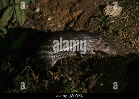 Paca; Agouti paca; Agouti; animal; Flora; Natureza; Paca comendo folhas ...