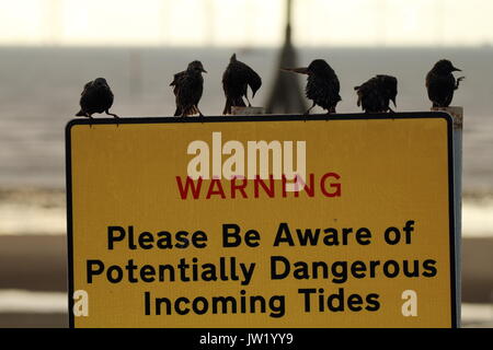 Dangerous Birds Warning Sign Stock Photo - Alamy