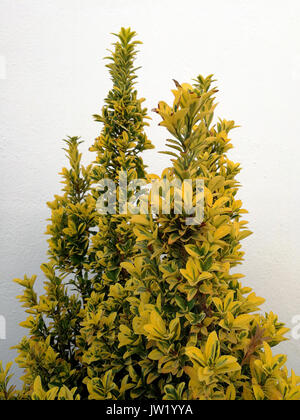 Evergreen spindle or japanese spindle bright green pruned shrubs. Globe ...