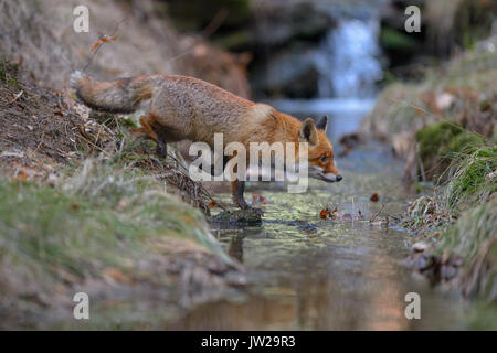 Red fox (Vulpes vulpes) crossing stream, Bitburg, Eifel, Rhineland ...
