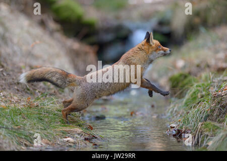 Red fox (Vulpes vulpes) jumping over water under the moon at night ...